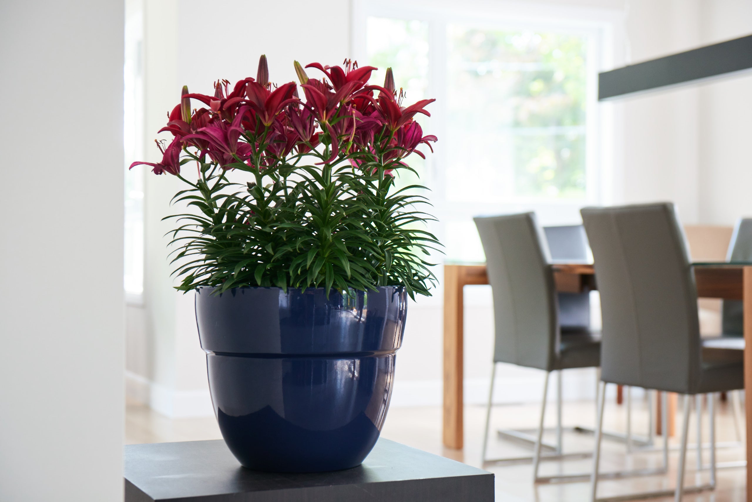 Planter saucers – Garant